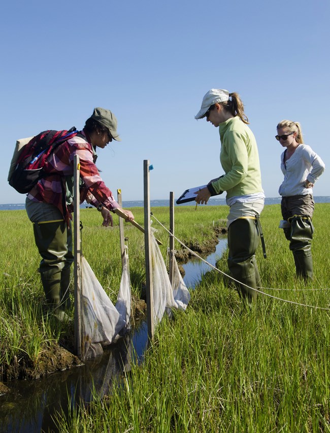 Salt Marsh Nekton Communities (U.S. National Park Service)