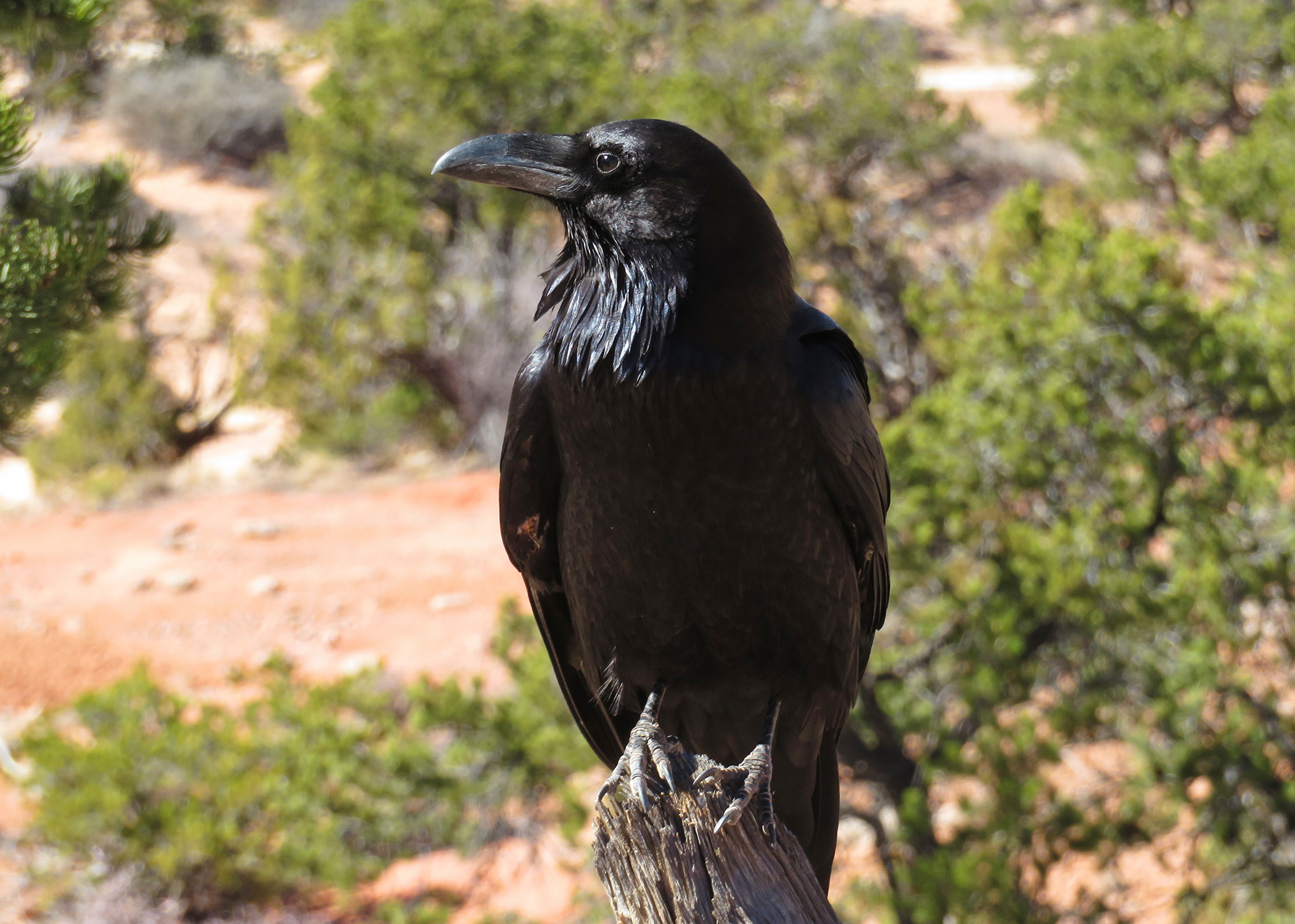 Landbirds (U.S. National Park Service)