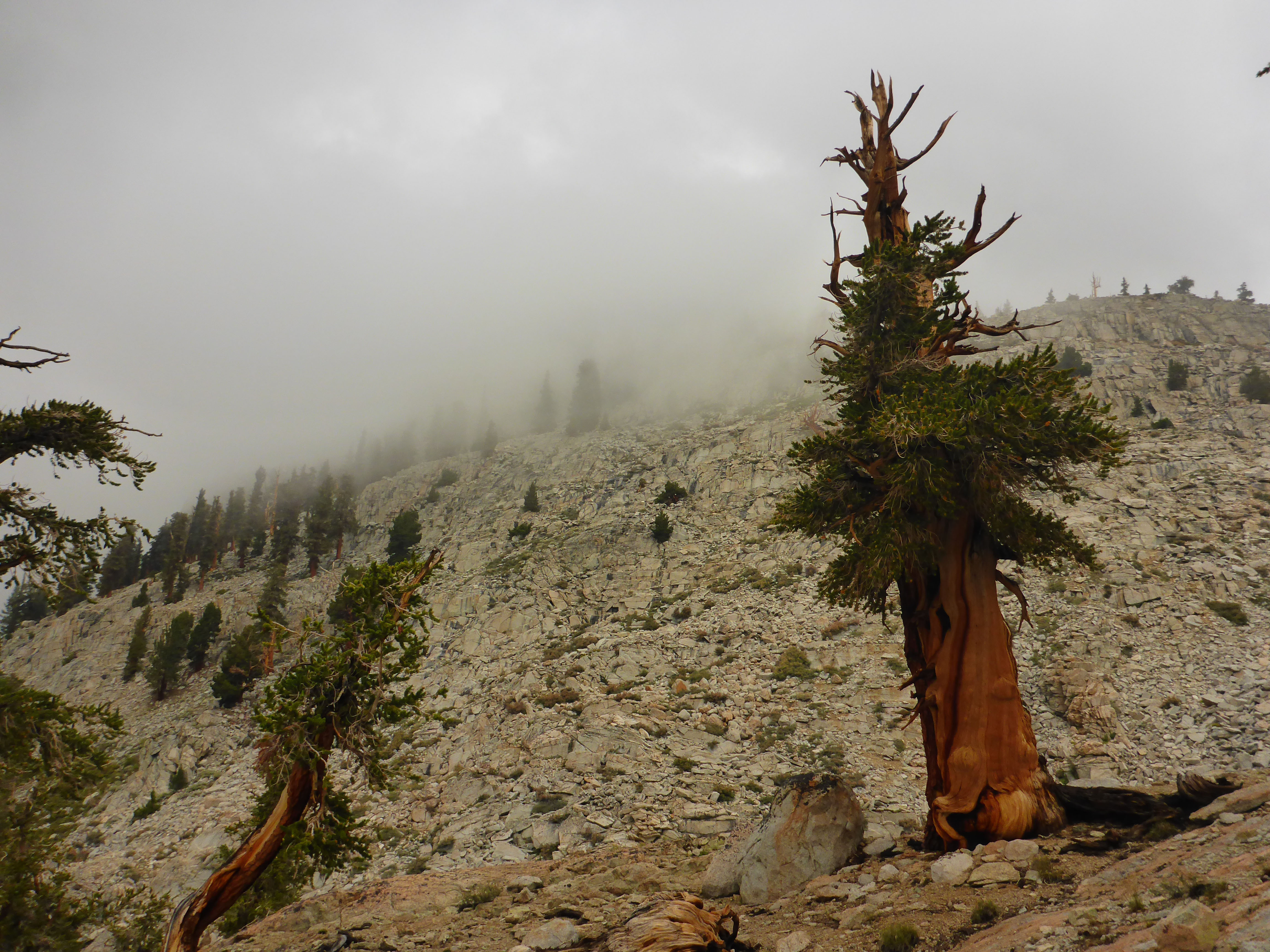 High-Elevation Forest Monitoring (U.S. National Park Service)