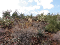 Sonoran Desert Network Ecosystems (U.S. National Park Service)