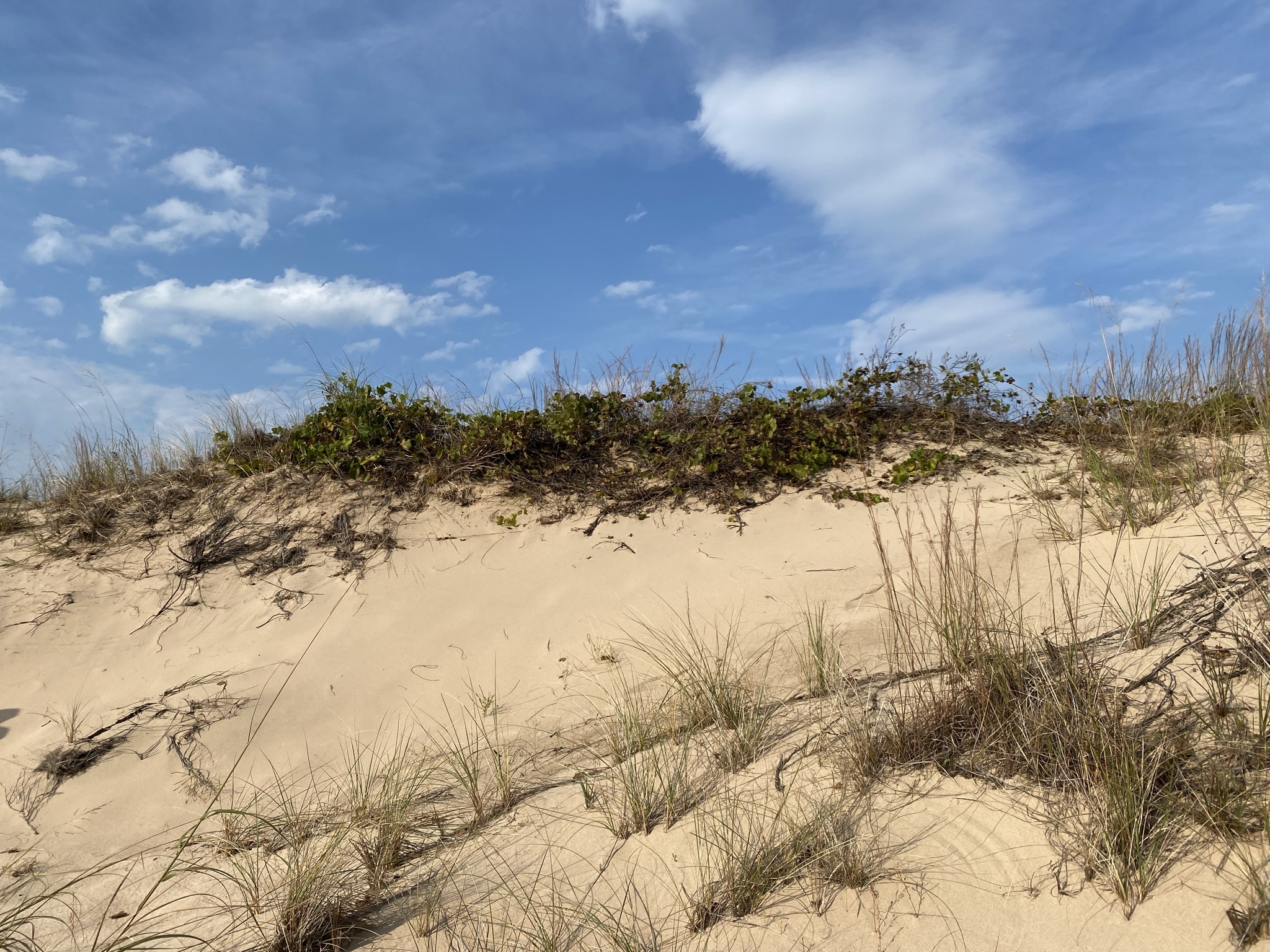 Indiana Sand Dune Ecosystem Indiana Dunes | History, National Park,