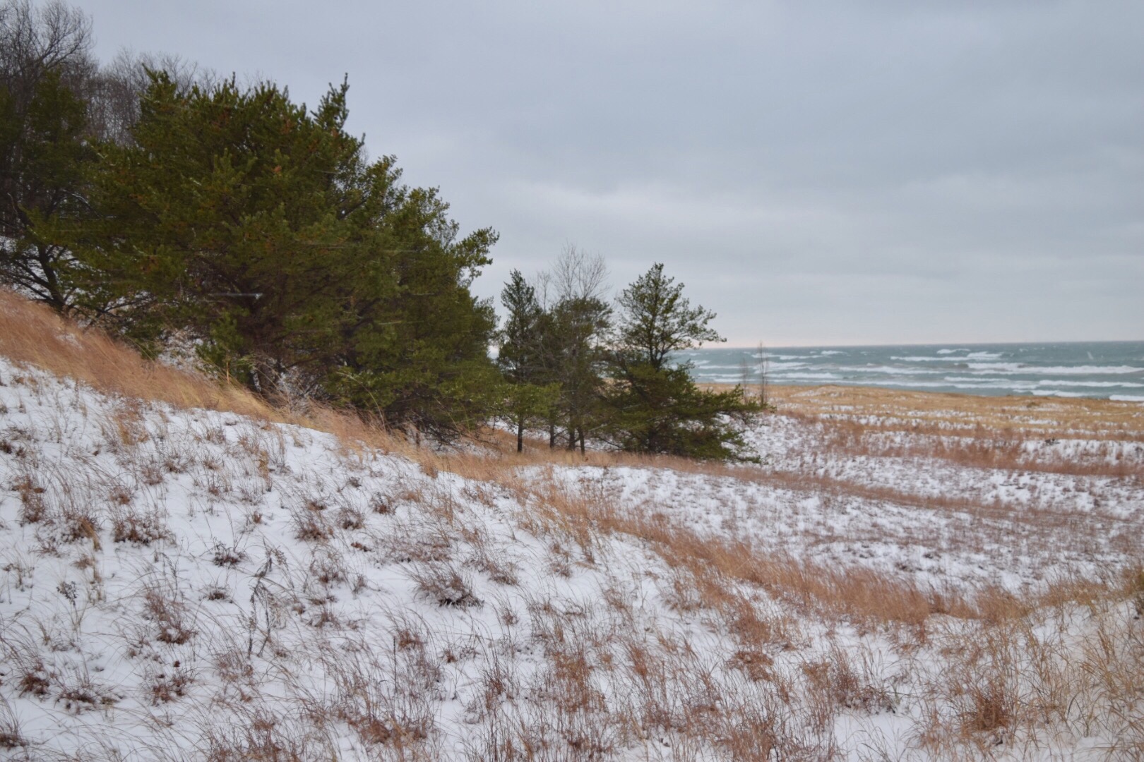 Jack Pines on Lake Michigan's Southern Shore (U.S. National Park Service)
