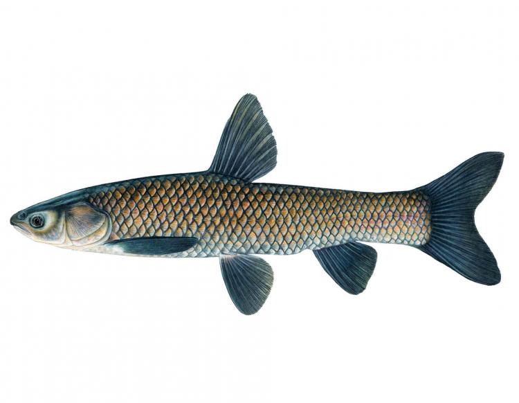 Invasive Carp Design Challenge - Indiana Dunes National Park (U.S ...