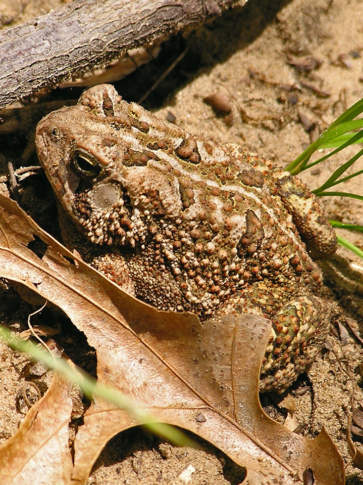 Fowler's Toad - Indiana Dunes National Park (U.S. National Park Service)