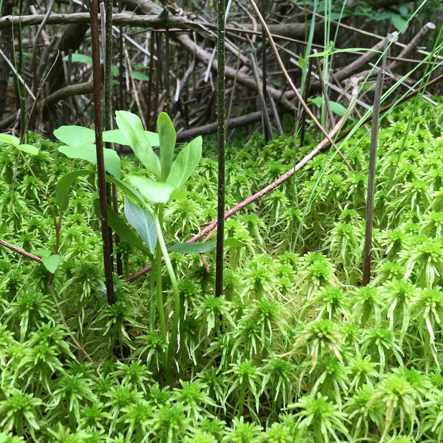 Pinhook Bog Restoration - Indiana Dunes National Park (U.S. National ...