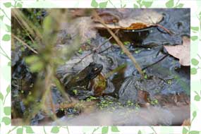 Cowles Bog Restoration Project - Indiana Dunes National Park (U.S ...