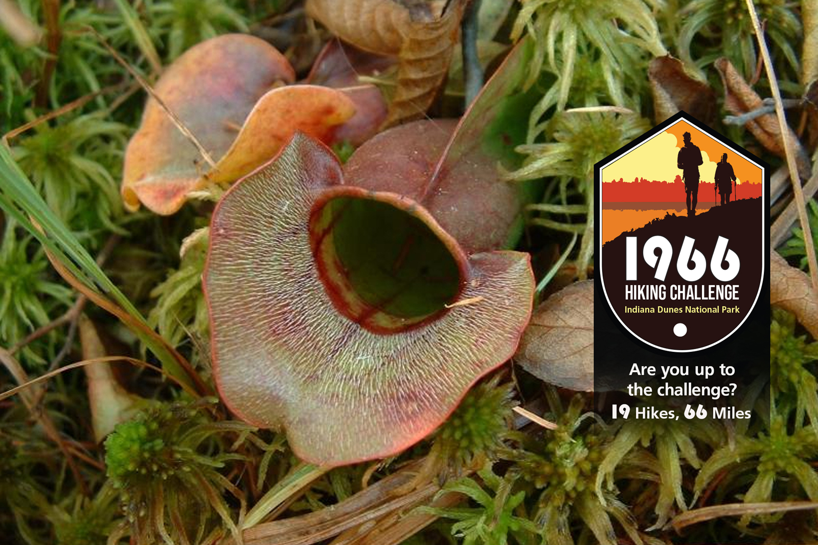 1966 Hiking Challenge: Pinhook Bog - Indiana Dunes National Park (U.S ...