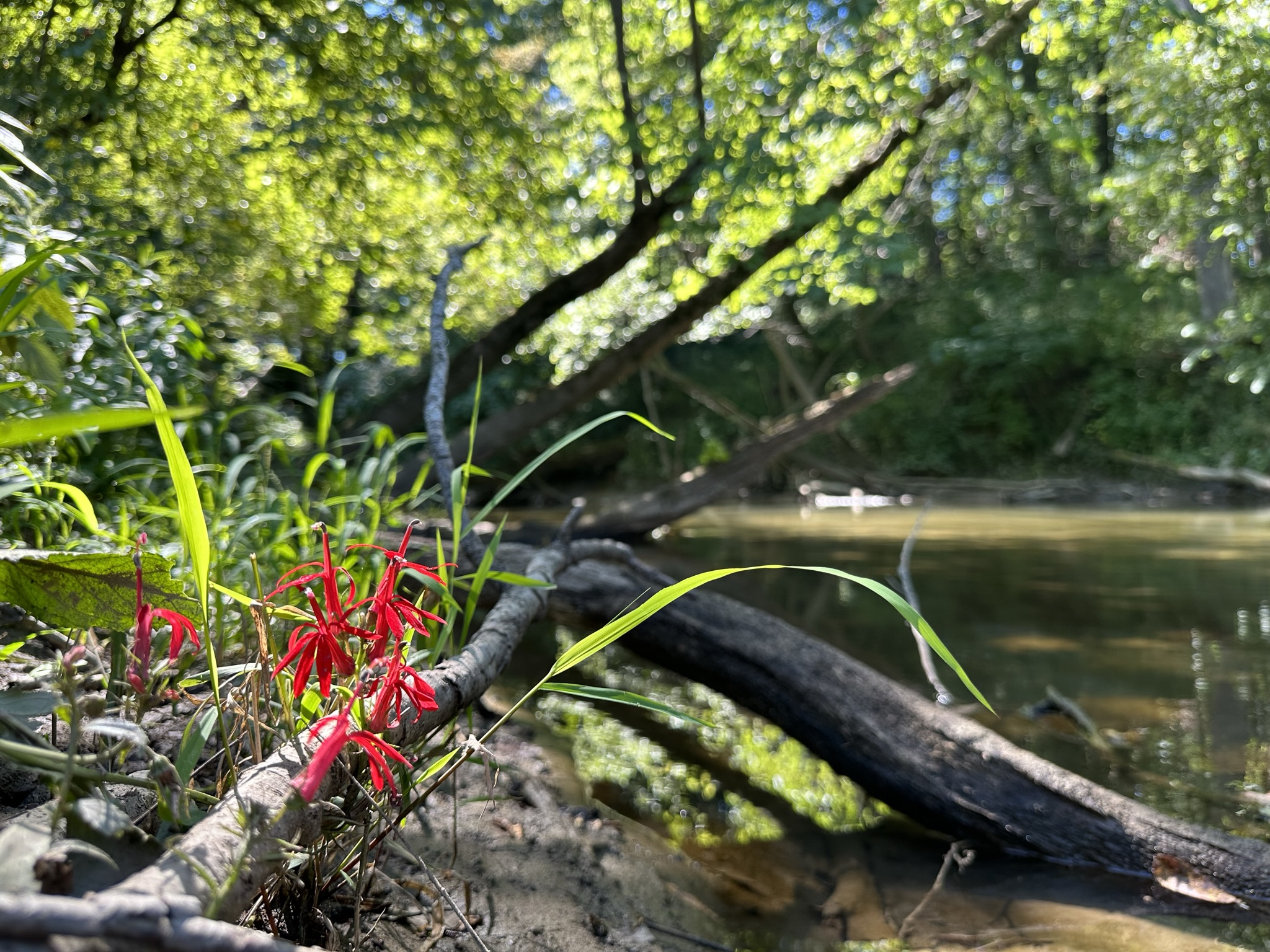 1966 Hiking Challenge: Little Calumet River Trail - Indiana Dunes ...