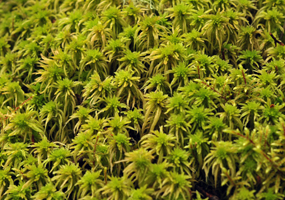 Mosses - Isle Royale National Park (U.S. National Park Service)