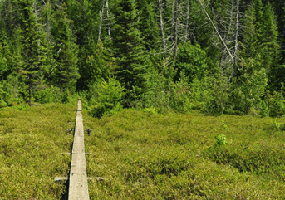 Trees - Isle Royale National Park (U.S. National Park Service)
