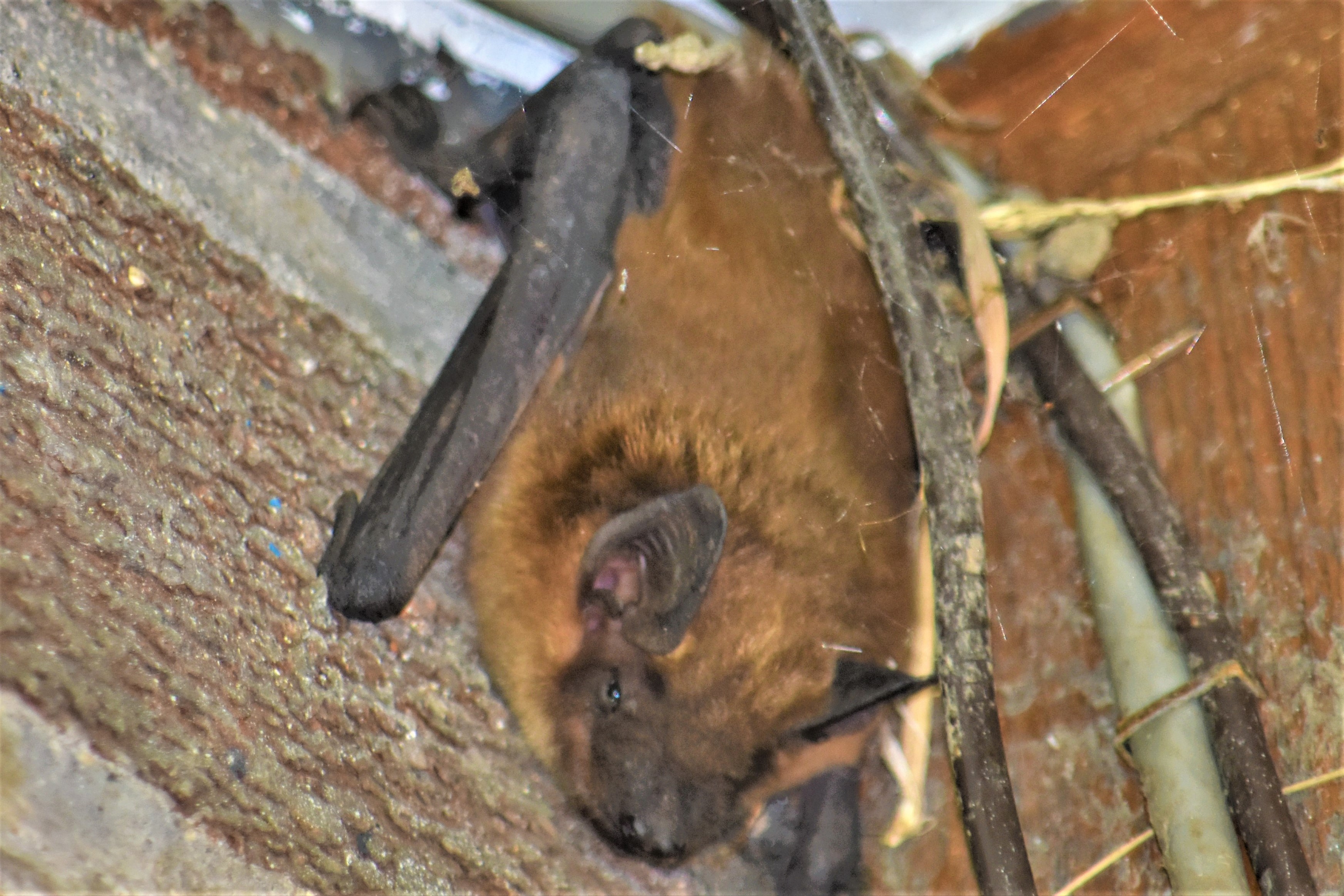 Bats - Isle Royale National Park (U.S. National Park Service)