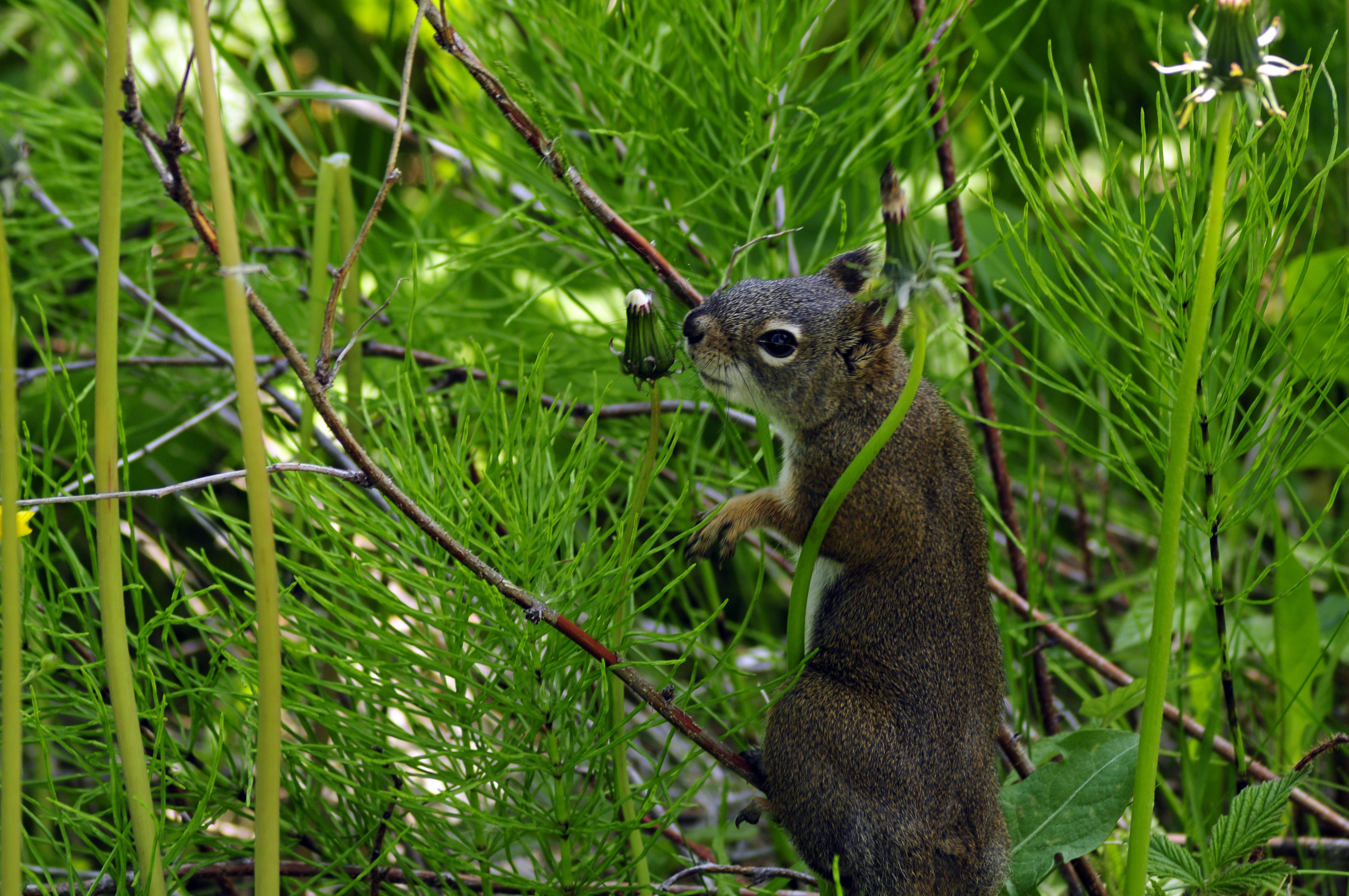 American Red Squirrel - Isle Royale National Park (U.S. National Park ...
