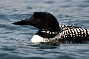 Common Loon - Isle Royale National Park (U.S. National Park Service)