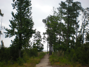 Island Loop Drive - Historic Jamestowne Part of Colonial National ...