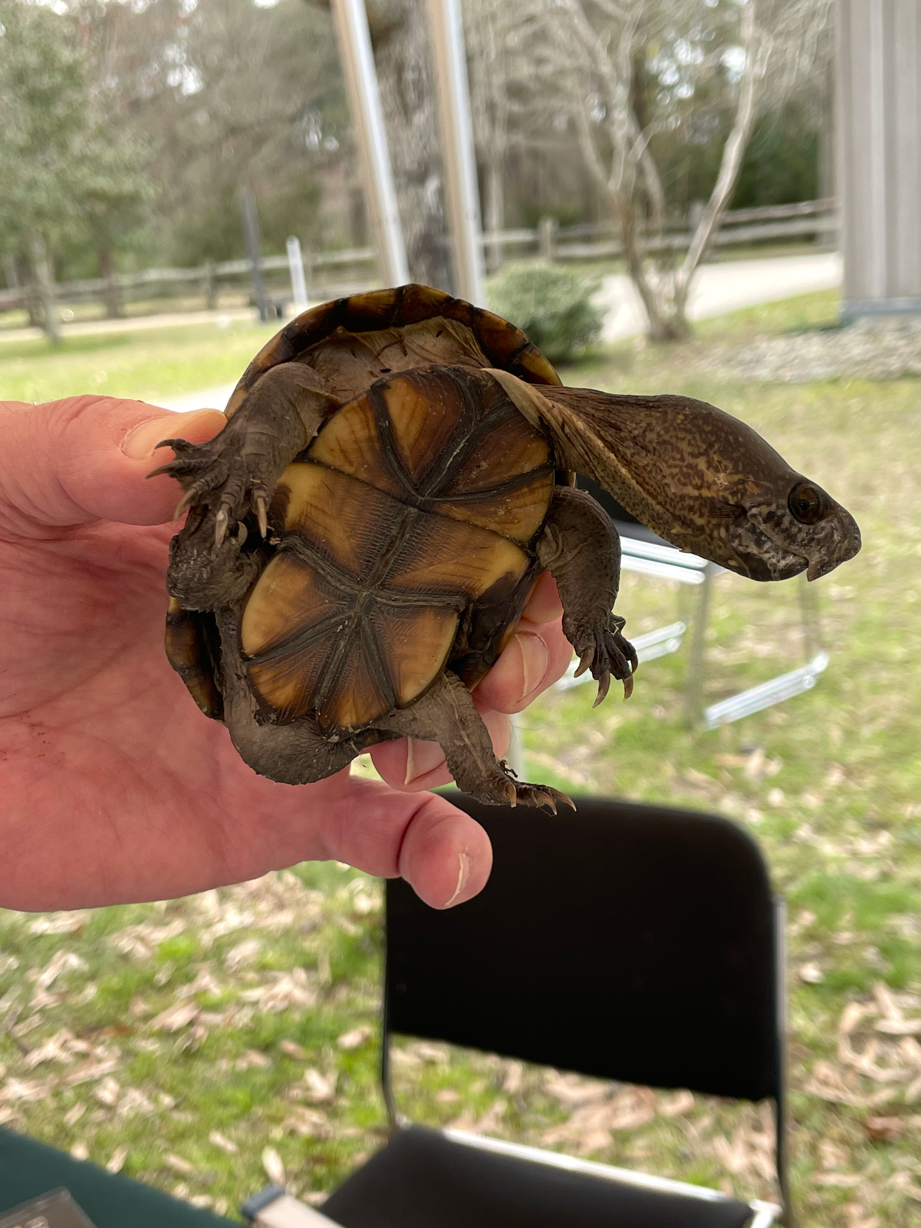 Turtle Time on Jamestown Island. April 3, 2024 - Historic Jamestowne ...