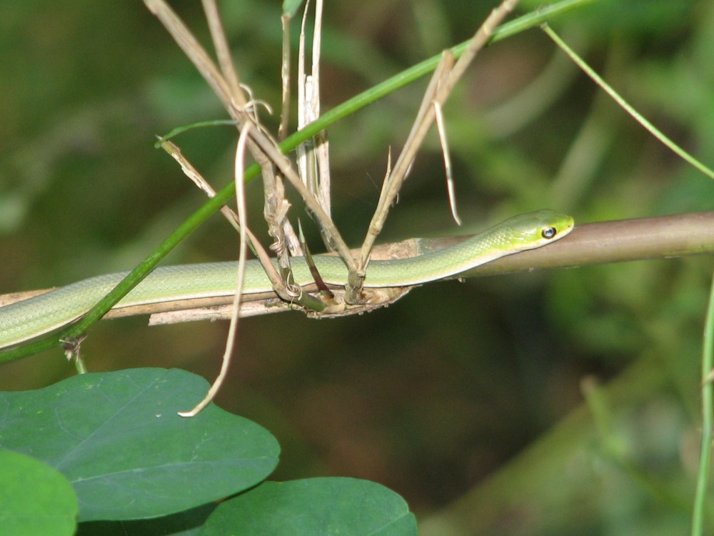 Smooth Green Snake (Opheodrys vernalis) - Jewel Cave National Monument ...