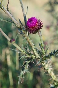 Wildflowers - Jewel Cave National Monument (U.S. National Park Service)