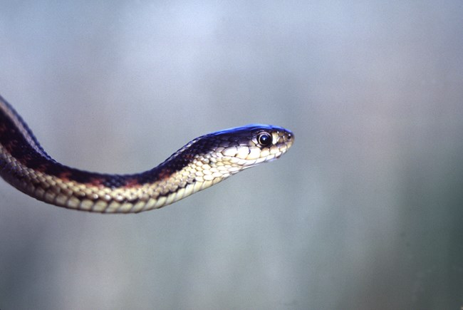 Thamnophis Radix