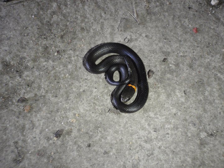 Baby Black Snake