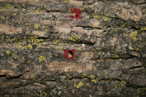 Evidence of Emerald Ash Borer - Gateway Arch National Park (U.S ...