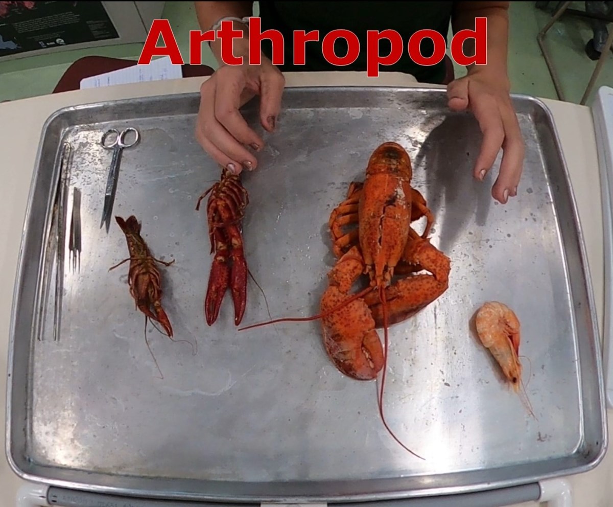 Crawfish Dissection - Jean Lafitte National Historical Park and ...
