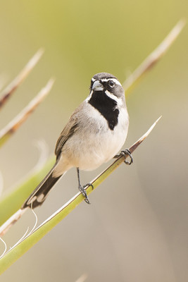Birds - Joshua Tree National Park (U.S. National Park Service)