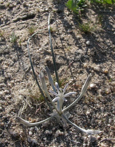 Androstephium breviflorum S. Watson - Joshua Tree National Park (U.S ...