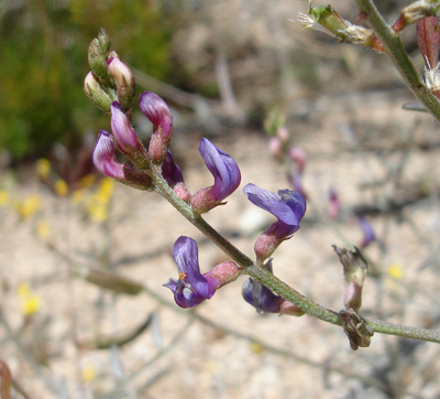 Astragalus bernardinus M.E. Jones - Joshua Tree National Park (U.S ...