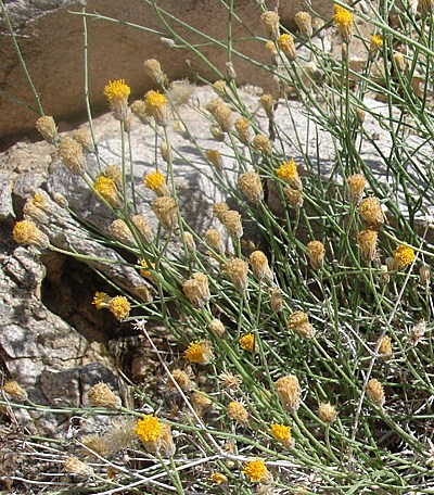 Bebbia juncea (Benth.) Greene var. aspera Greene - Joshua Tree National ...