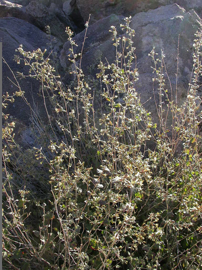 Brickellia californica (Torr. & A. Gray) A. Gray - Joshua Tree National ...