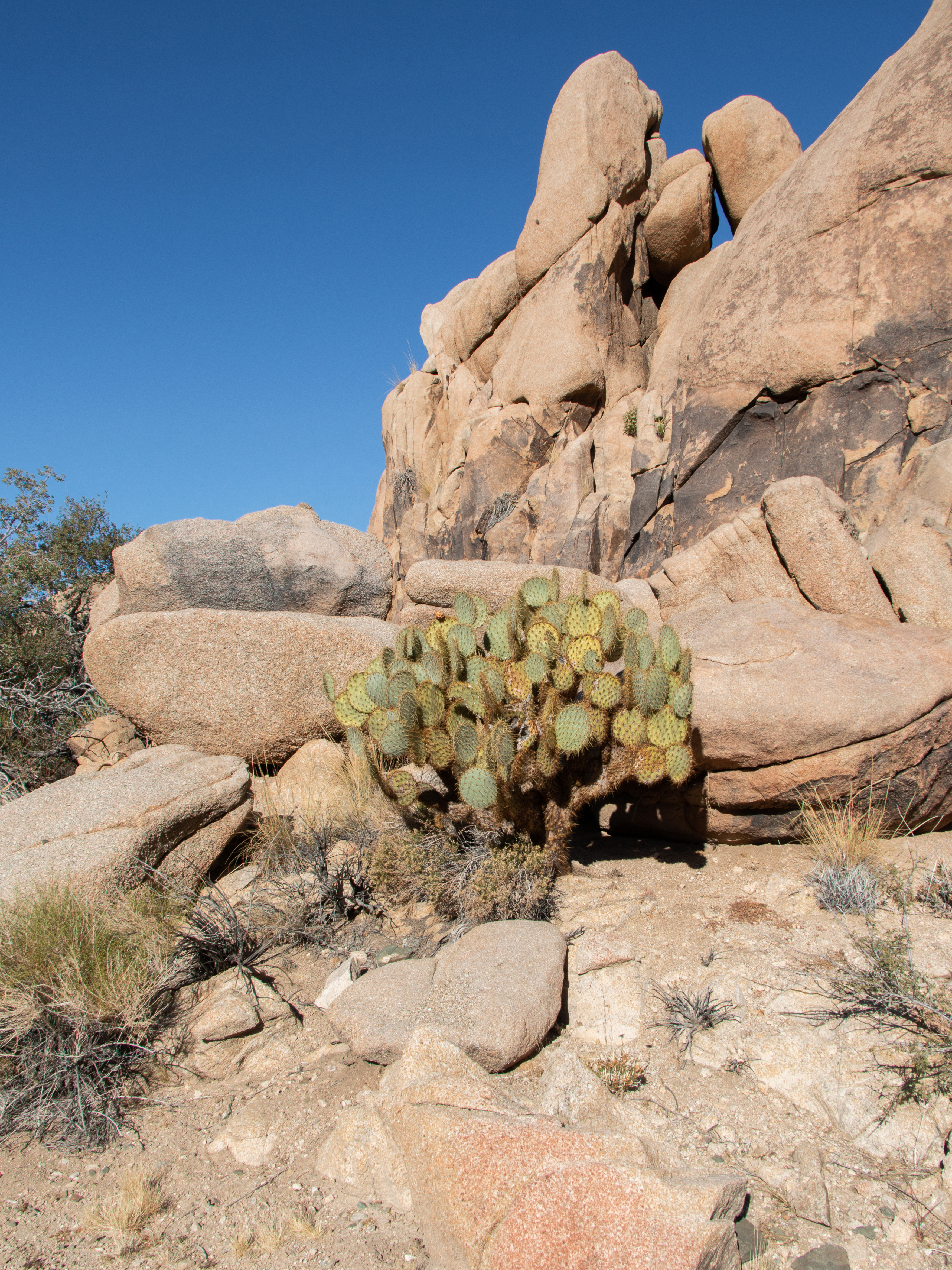 Cacti / Desert Succulents - Joshua Tree National Park (U.S. National ...