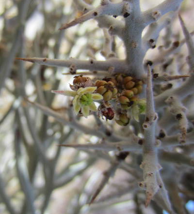 Castela emoryi (A. Gray) Moran & Felger - Joshua Tree National Park (U ...