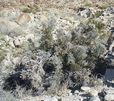 Castela emoryi (A. Gray) Moran & Felger - Joshua Tree National Park (U ...