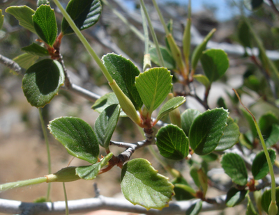 Cercocarpus betuloides Nutt. var. betuloides - Joshua Tree National ...