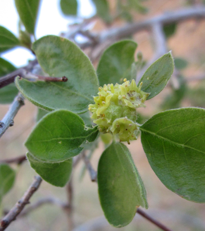 Colubrina californica I.M. Johnst. - Joshua Tree National Park (U.S ...