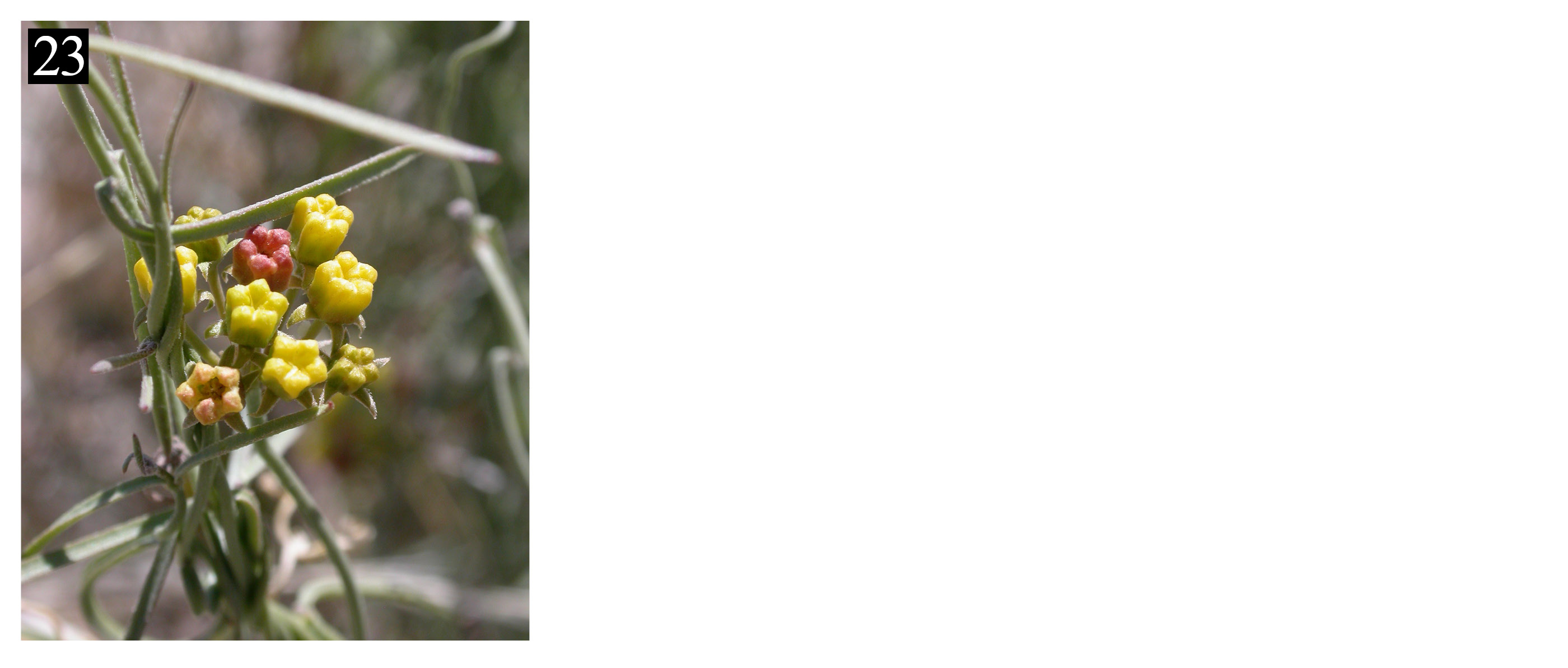 Rare Plants - Joshua Tree National Park (U.S. National Park Service)