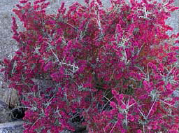 Grayia spinosa (Hook.) Moq. - Joshua Tree National Park (U.S. National ...