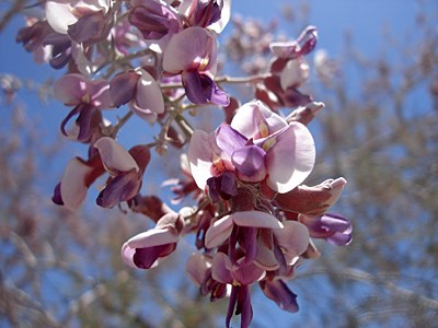 Olneya tesota A. Gray - Joshua Tree National Park (U.S. National Park ...