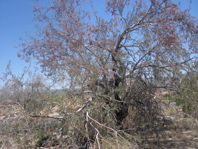 Olneya tesota A. Gray - Joshua Tree National Park (U.S. National Park ...
