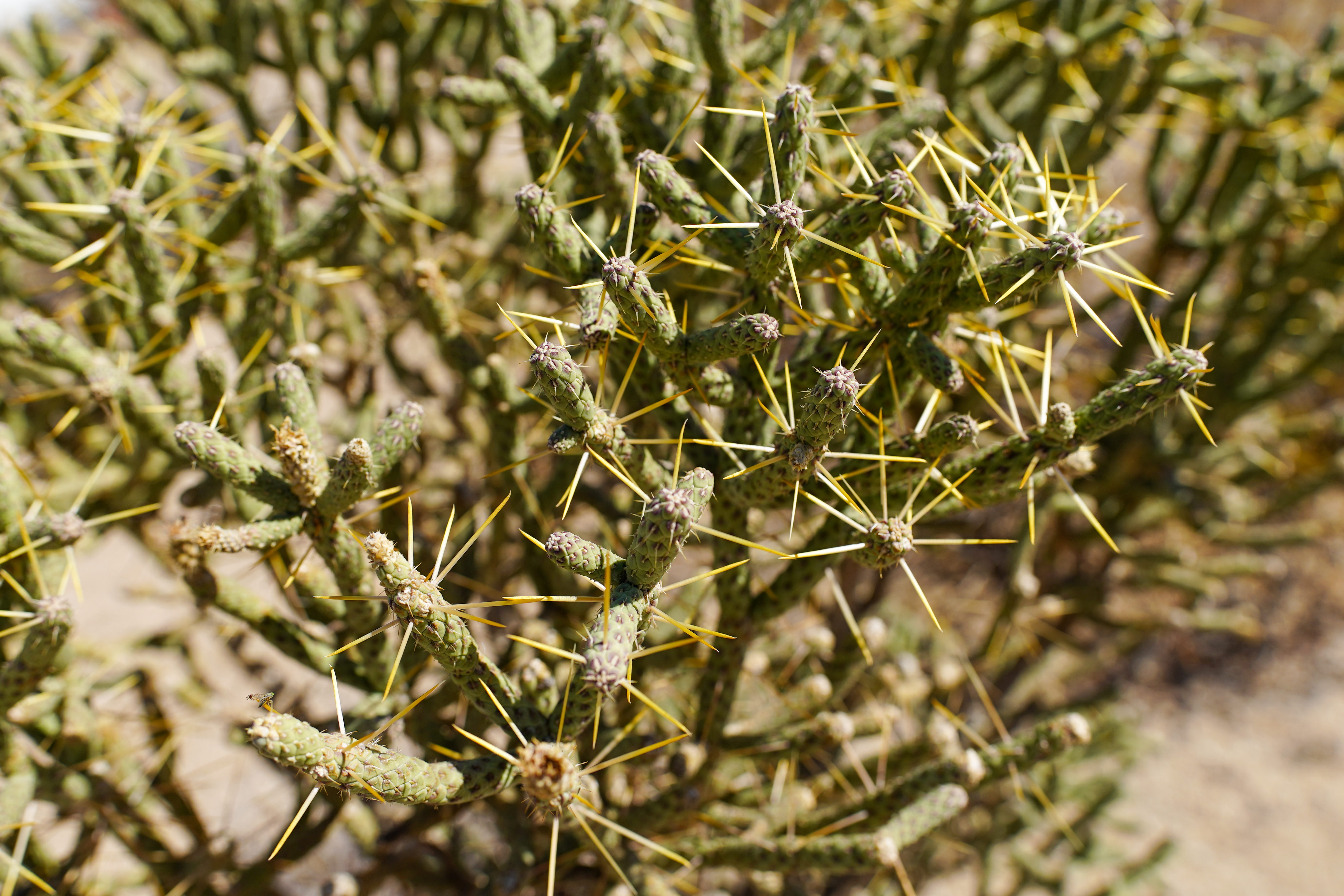 Cacti / Desert Succulents - Joshua Tree National Park (U.S. National ...