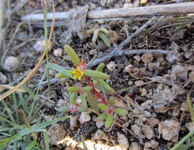 Portulaca halimoides L. - Joshua Tree National Park (U.S. National Park ...