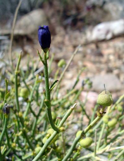 Thamnosma montana Torr. & Frém. - Joshua Tree National Park (U.S ...