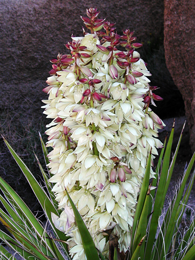 Yucca schidigera Ortgies - Joshua Tree National Park (U.S. National ...