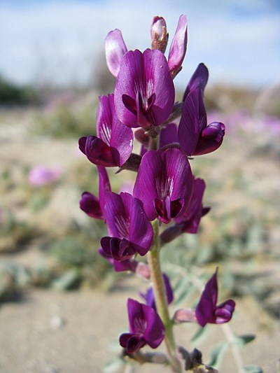 Astragalus lentiginosus Douglas var. fremontii (A. Gray) S. Watson ...