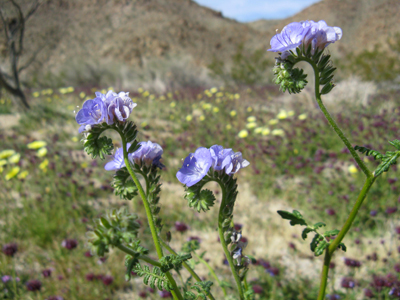 Phacelia distans Benth. - Joshua Tree National Park (U.S. National Park ...