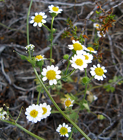 Perityle emoryi Torr. - Joshua Tree National Park (U.S. National Park ...