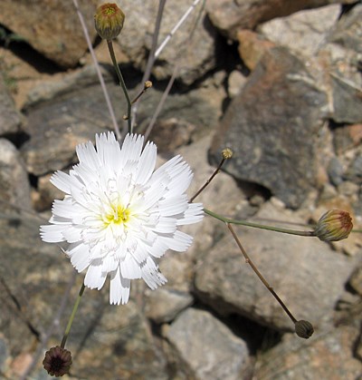 Atrichoseris platyphylla (A. Gray) A. Gray - Joshua Tree National Park ...