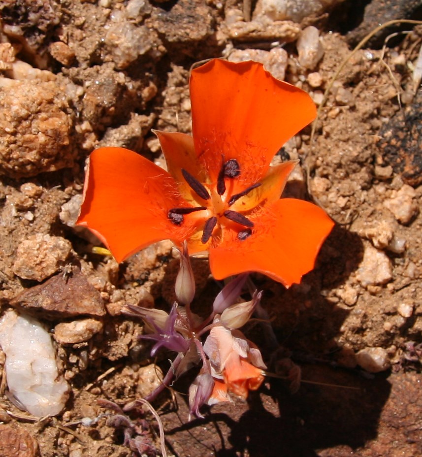 Calochortus kennedyi Porter var. kennedyi - Joshua Tree National Park ...
