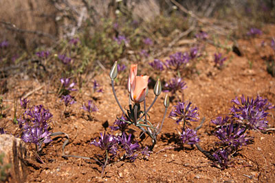 Calochortus kennedyi Porter var. kennedyi - Joshua Tree National Park ...