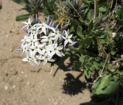 Amsonia tomentosa Torr. & Frém. - Joshua Tree National Park (U.S ...